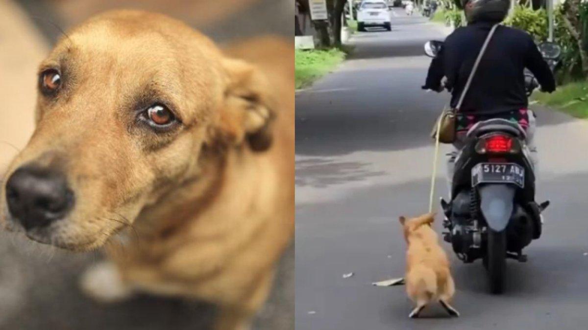 KETERLALUAN! Wanita Ini Tega Seret Anjing Peliharaan Pakai Motor 'Itu ...