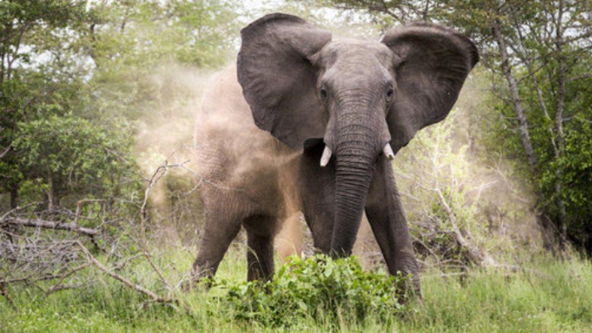 Siklus Hidup Gajah Muda hingga Dewasa, Tahap Kehamilan dan Kelahiran ...