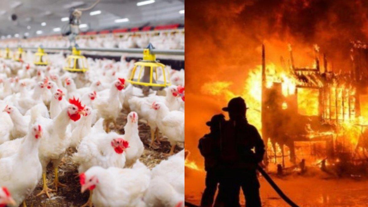 PILU Peternak Ayam di Karanganyar, 8 Ribu Ayamnya Terbakar, Kandang Hangus: Syok, Rugi Rp 645 ...