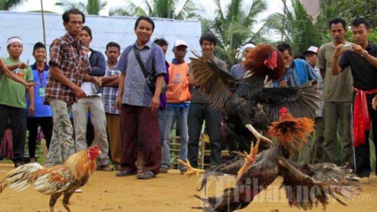 SYOK Dirazia Polisi, Pelaku Judi Sabung Ayam Kena Serangan Jantung ...