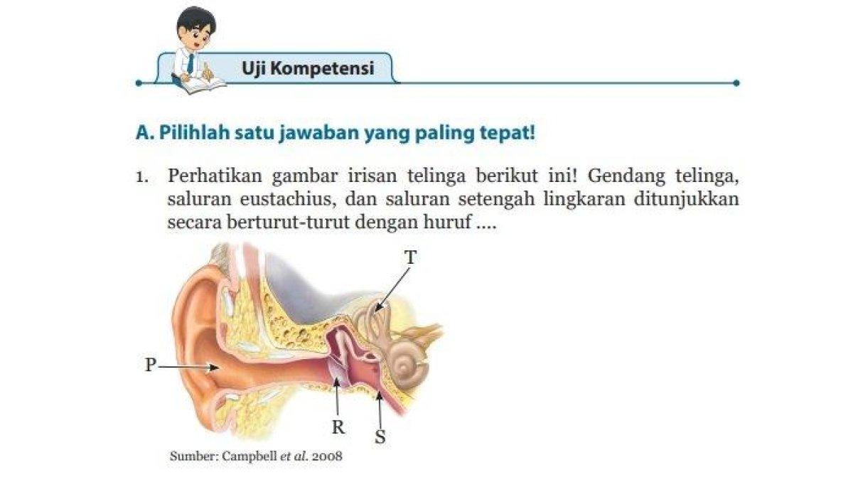 KUNCI JAWABAN IPA Kelas 8 SMP Halaman 160, 161, 162, 163 Semester 2, Struktur dalam Telinga ...