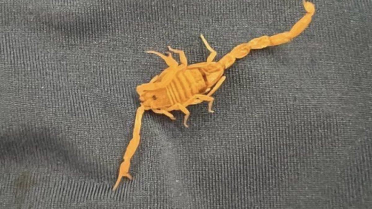 Kemaluan Pria Ini Disengat Kalajengking saat Menginap di Hotel, Bangun ...