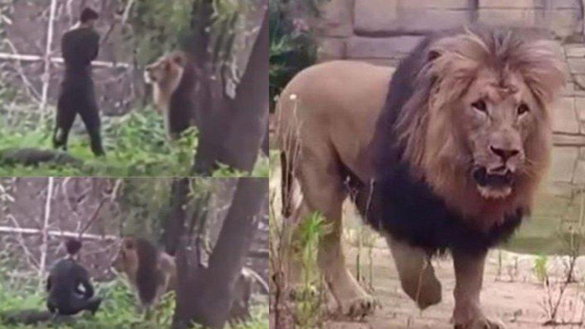 MENCEKAM! Pria Mabuk Ini Nekat Masuk Kandang Singa Ganas, Nyaris ...