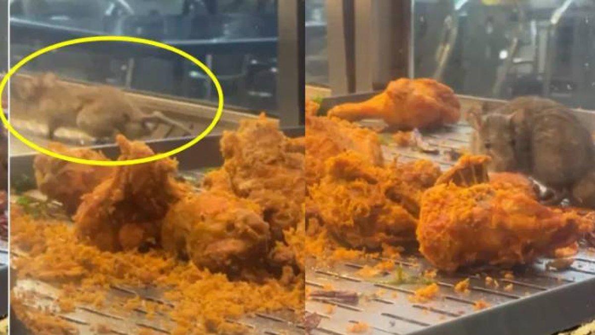 Viral Tikus Besar Berkeliaran di Etalase Ayam Goreng & Menggigitinya ...