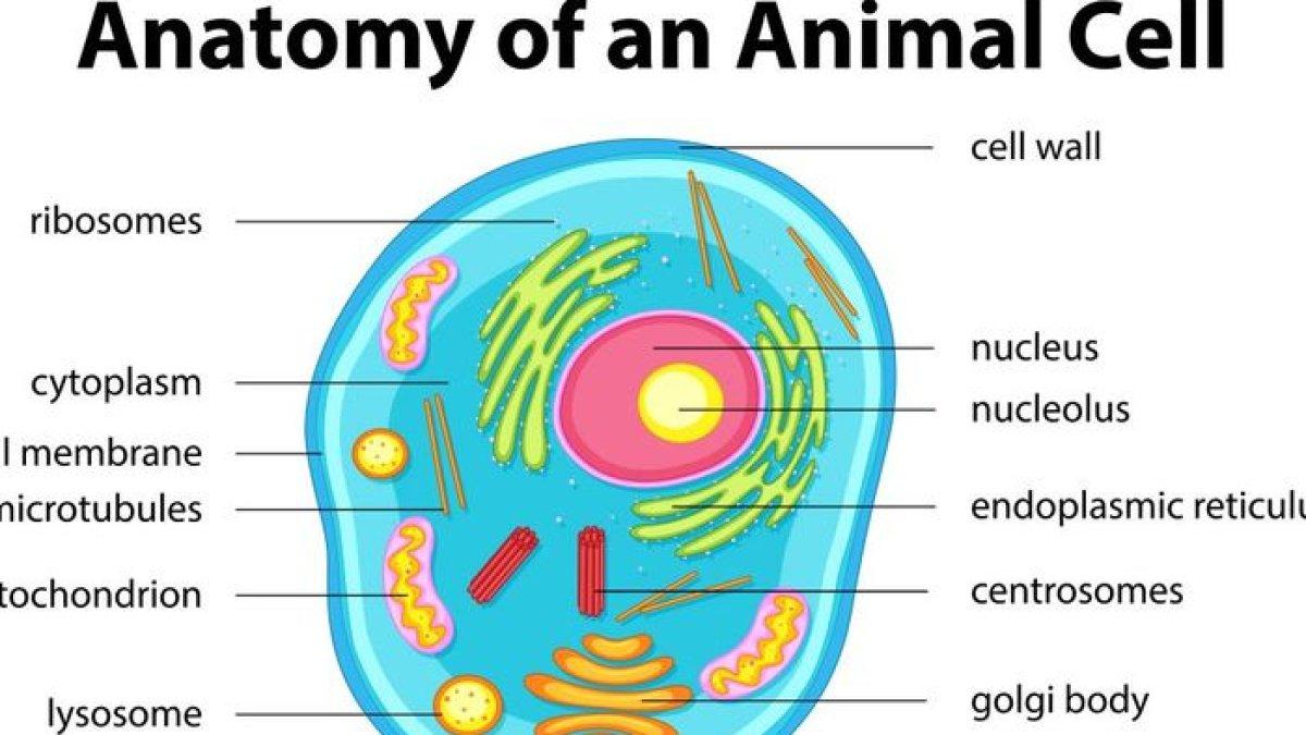 Apa itu Sel Hewan? Penjelasan Struktur dan Fungsinya, Materi IPA Kelas ...