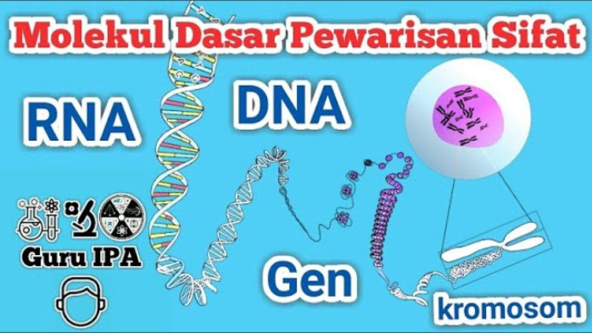Soal & Kunci Jawaban IPA SMP Kelas 9 Kurikulum Merdeka: Analogi ...