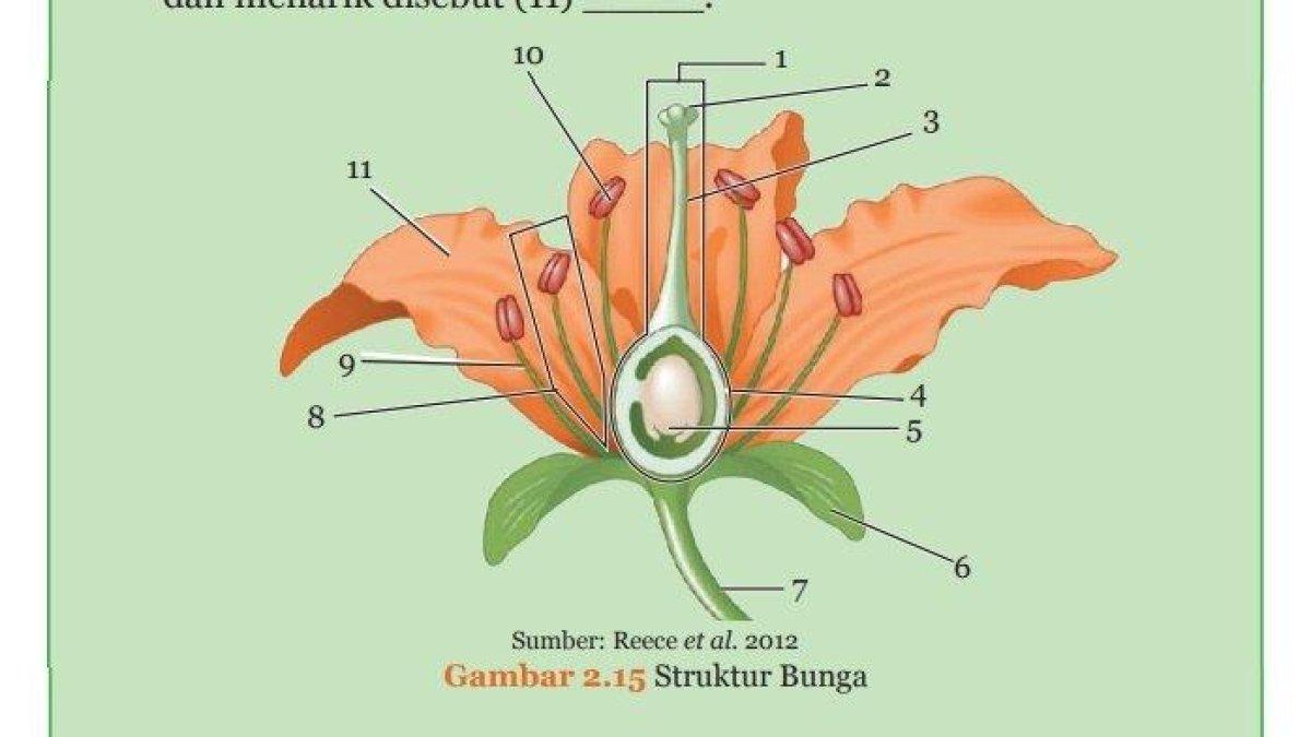 Soal & Kunci Jawaban IPA SMP Kelas 9 Kurikulum 2013: Mengenal Struktur ...