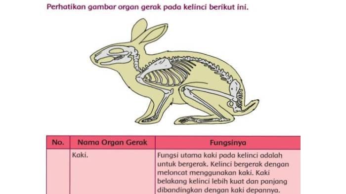 SOAL & KUNCI JAWABAN Tema 1 Kelas 5 SD Hal 14 Tentang Organ Gerak Hewan, dari Ikan, Katak ...