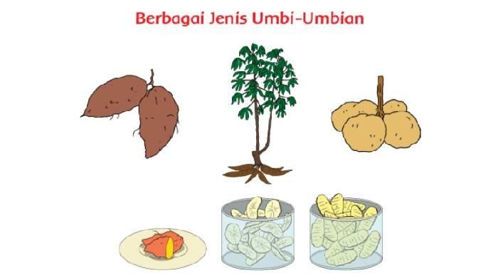 Soal Kunci Jawaban Tema Kelas Sd Halaman Perbedaan Umbi | My XXX Hot Girl