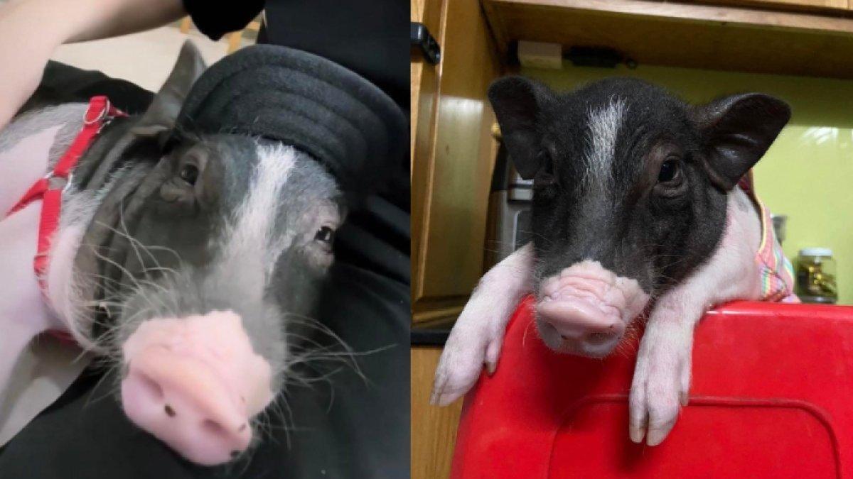 Pelihara Babi Mini Lucu, Wanita Ini Syok Lihat Wujud Hewan ...