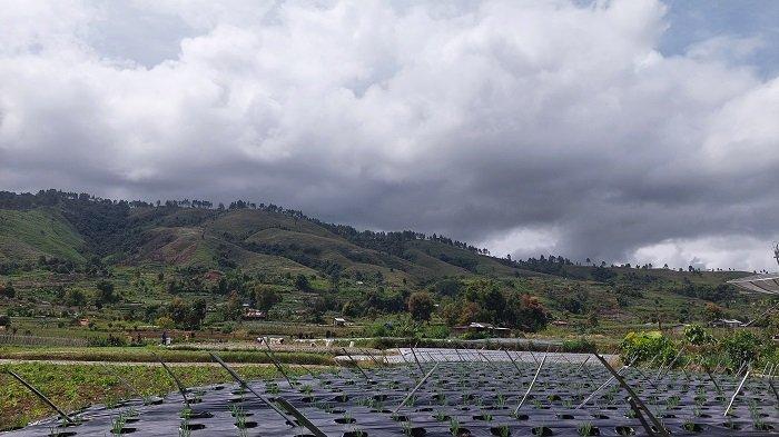 Tips Petani Alahan Panjang Solok Rawat Bawang Merah di Musim Hujan ...