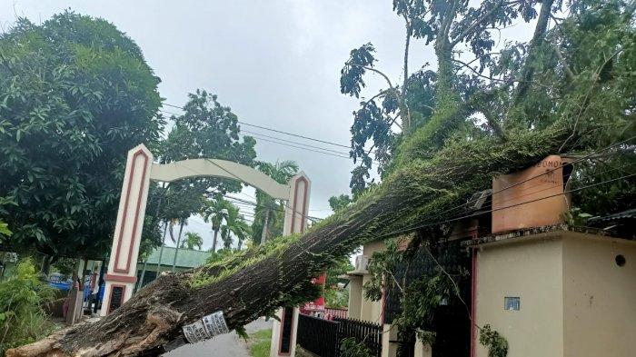 Angin Kencang Terpa Kota Padang Rabu Siang, BPBD: Sudah Ada 3 Pohon ...