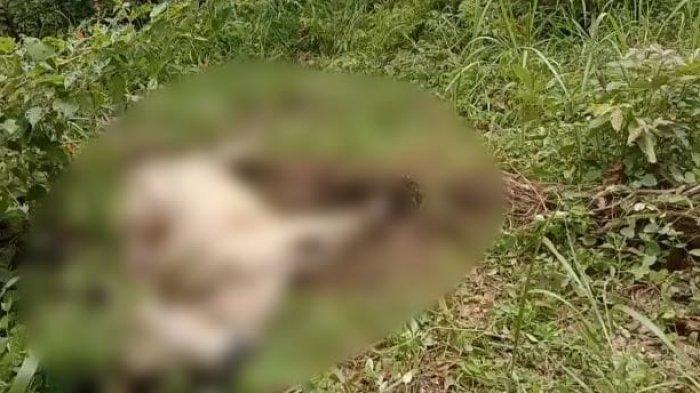 Harimau Terkam Sapi di Salareh Aia Agam, Lokasi Berdekatan dengan Hutan ...