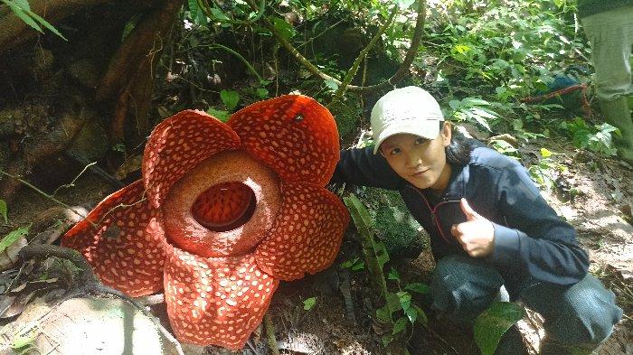 POPULER SUMBAR: Bunga Rafflesia Mekar di Maninjau, Pria di Padang ...