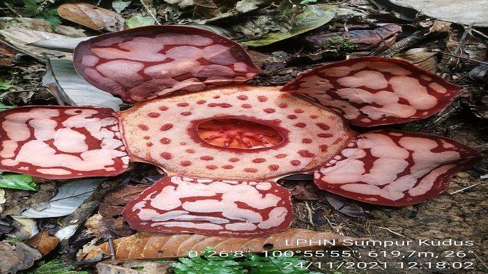 Bunga Bangkai Jenis Amorphophallus Titanum, dan Rafflesia Arnoldii ...