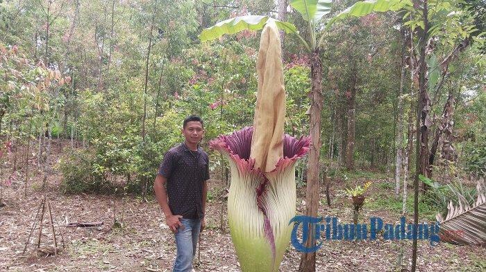 Bunga Bangkai Raksasa Mekar Sempurna di Ladang Warga Sitingkai Agam ...