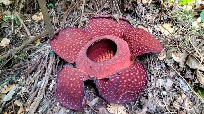 Melihat Bunga Rafflesia Arnoldii Mekar di Cagar Alam Batang Palupuah ...