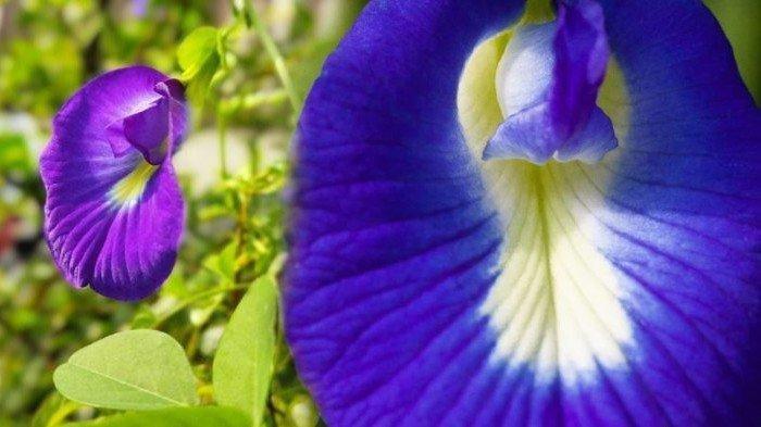 Fungsi Benang Sari hingga Tangkai Bunga, Kunci Jawaban IPA Kelas 9 ...