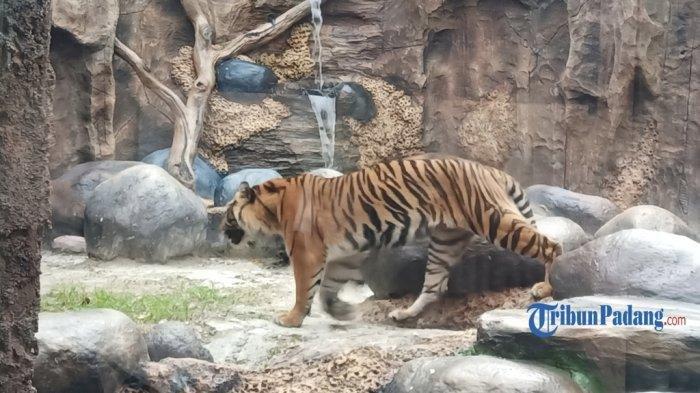 Bunyi-bunyian dari Badia Batuang, Metode Lokal untuk Usir Harimau di ...