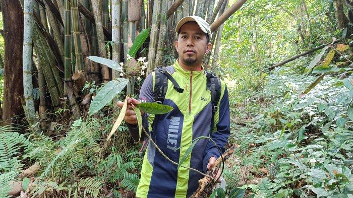 Cerita Muhammad Fadli, Penemu Spesies Baru Bunga Hoya Solokensis di ...