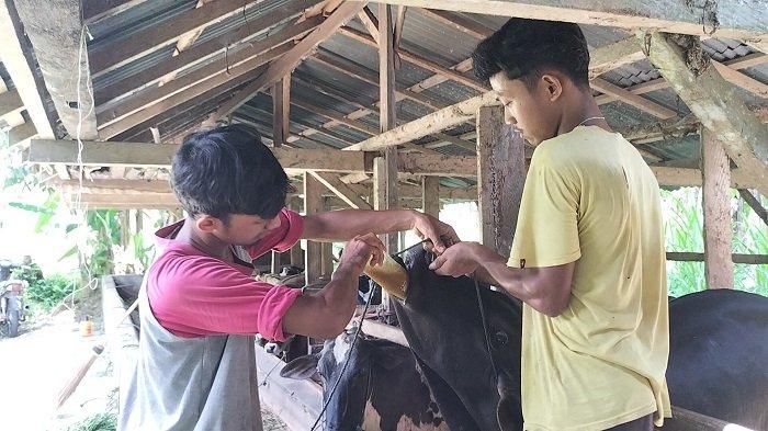 Kisah Inspiratif Rio Saputra: Peternak Muda Asal Desa Batang Tajongkek ...