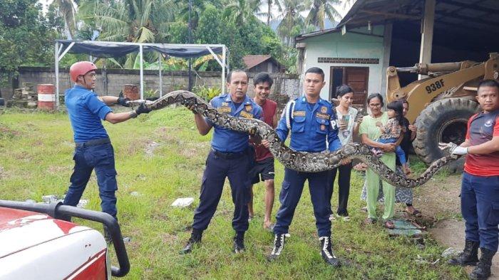 Damkar Evakuasi Ular Besar yang Dilaporkan Warga Padang Timur ...