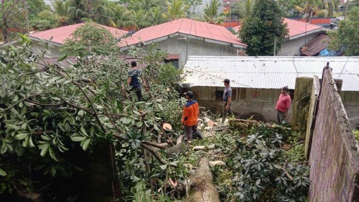 Longsor Picu Pohon Tumbang di Teluk Bayur, Timpa 2 Rumah, Terjadi saat Hujan Lebat Guyur Padang ...