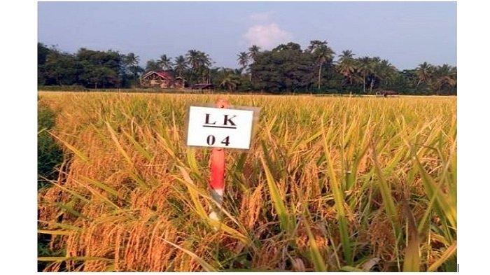 Mengenal Padi Lampai Sirandah, Hasil Tani Unggulan Kabupaten Sijunjung ...