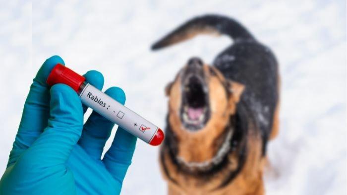 Bupati Solok Selatan Terbitkan Surat Edaran Antisipasi Penularan Rabies ...