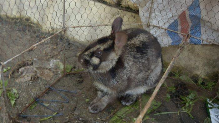 Kelinci Sumatera yang Langka, dan Dilindungi Lalu, Dititipkan di ...