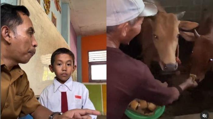 Debat Guru SD dan Murid Soal Sapi Makan Martabak Viral, Ini Fakta ...