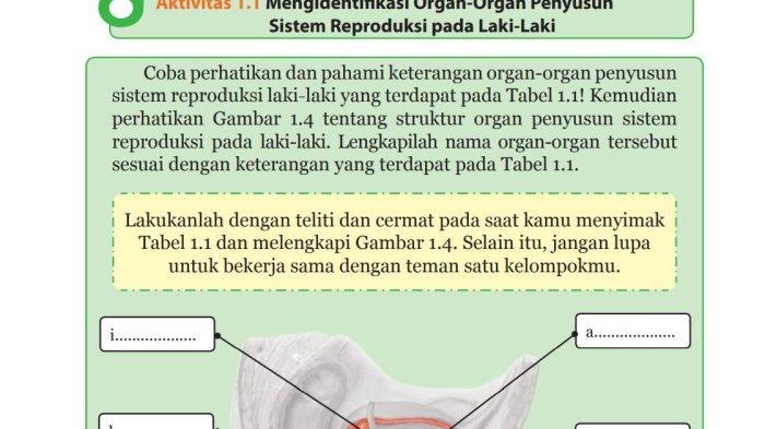 Kunci Jawaban IPA Kelas 9 Halaman 8 Semester 1, Organ-organ Penyusun Sistem Reproduksi Laki-laki ...
