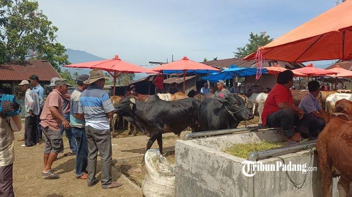 Panduan Perjalanan Menuju Pasar Ternak Muara Panas Solok, Tempat Jual ...