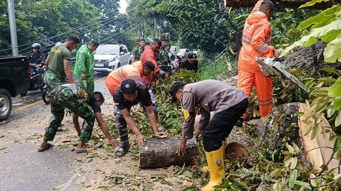 Pohon Tumbang Hambat Akses Lalu Lintas Selama 1 Jam di Jalan Padang ...
