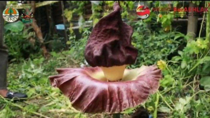 Bunga Jenis Suweg Muncul di Padang, Mirip Bunga Bangkai tapi Tak ...