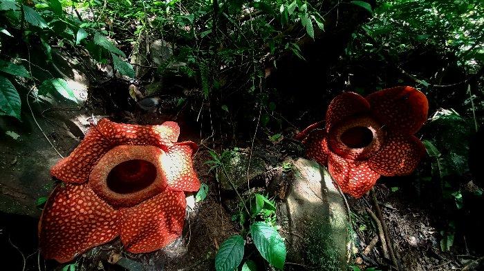 Pertama Kali, Mahasiswa Asal Riau Antusias Melihat 2 Bunga Rafflesia ...