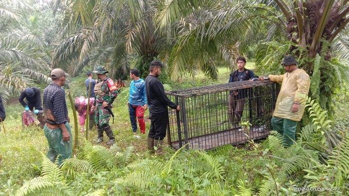 Harimau Terkam Sapi Warga di Pasaman, BKSDA Imbau Jangan ke Ladang ...