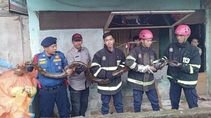 Petugas Damkar Kota Padang Evakuasi Ular Piton 3 Meter dari Selokan ...