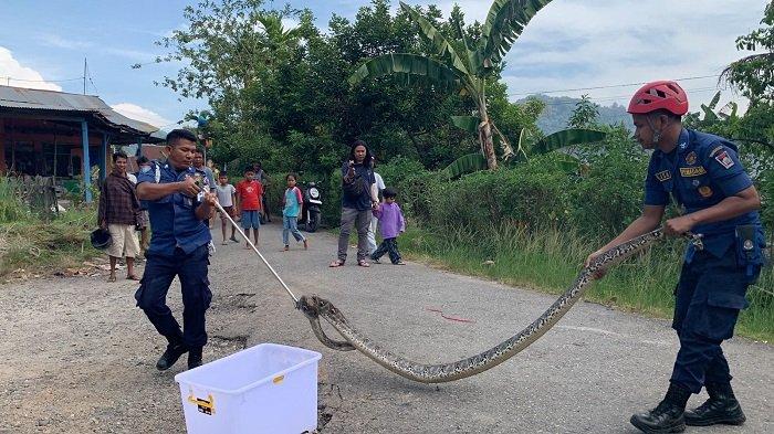 Damkar Padang Evakuasi Ular Piton Panjang 4 Meter di Selokan Dekat ...
