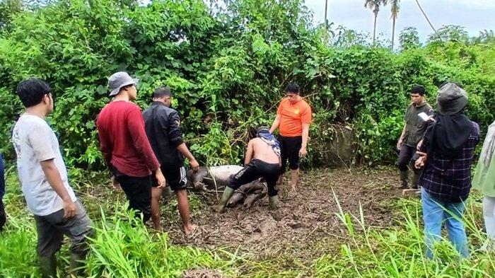 Tapir Satwa Dilindungi Dievakuasi dari Kolam di Pasaman Barat Sumbar, Proses Libatkan Tim ...