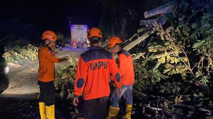 Pohon Tumbang dan Tiang Listrik Roboh, Akses Sumbar-Riau di Pangkalan Koto Baru Sempat Putus 2 ...