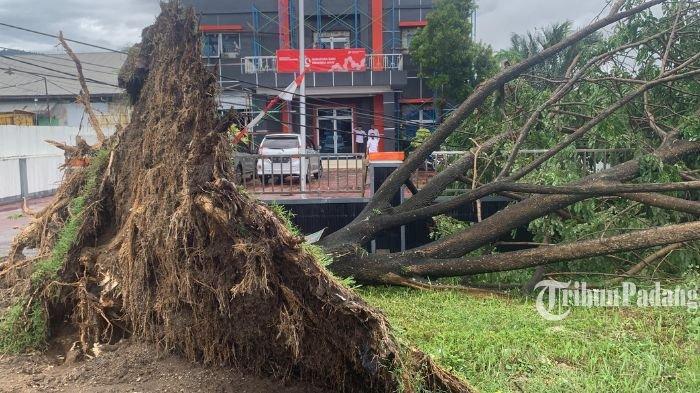 Update Terbaru: 65 Titik Pohon Tumbang di Padang Akibat Hujan dan Angin ...