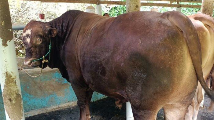 Sapi Kurban Presiden Prabowo untuk Sawahlunto Dipotong di Masjid ...