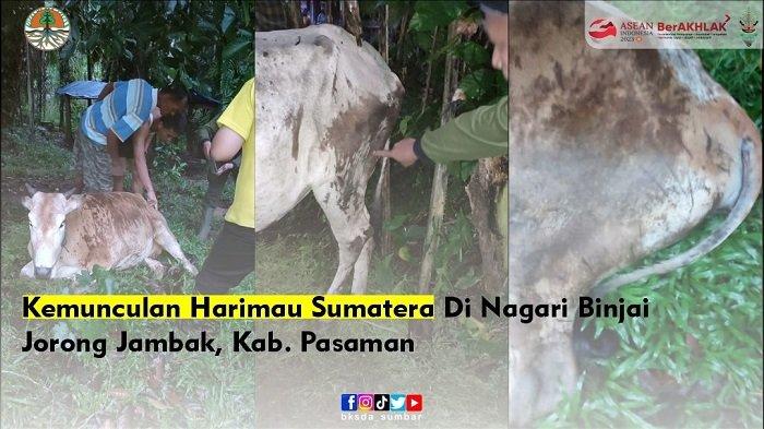 Dua Ekor Sapi Warga jadi Korban Cakaran Harimau di Kabupaten Pasaman ...
