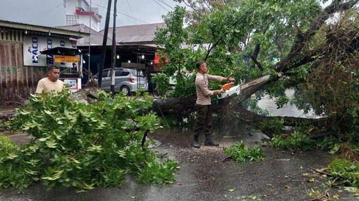 Hujan Disertai Angin Kencang, Pohon Mahoni Tumbang Hambat Akses Jalan di Padang - Tribunpadang.com