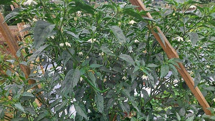 Tidak Turun, Harga Cabai Merah di Alahan Panjang Solok Sumbar Masih ...