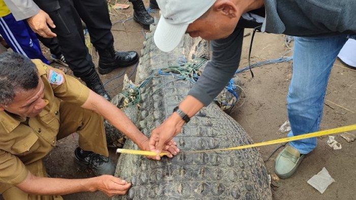 BKSDA Sumbar Evakuasi Buaya Ukuran 5 Meter di Pasaman Barat ke Padang Pakai Truk - Tribunpadang.com