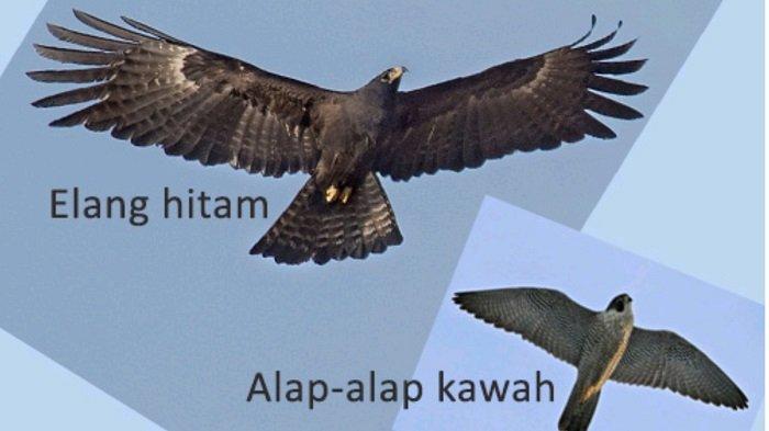 Perbedaan Elang dan Alap-alap Mampu Terbang Kecepatan 390 Km/Jam, Lebih ...