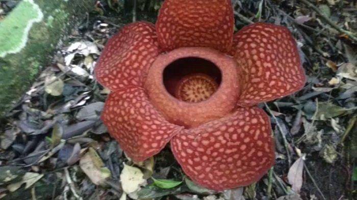 Jelang HCPSN, Ada Bunga Bangkai Jenis Amorphophallus Gigas dan Raflesia ...