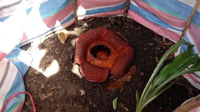 Bunga Langka Rafflesia Arnoldi Tumbuh di Samping Rumah Warga di Pauh ...
